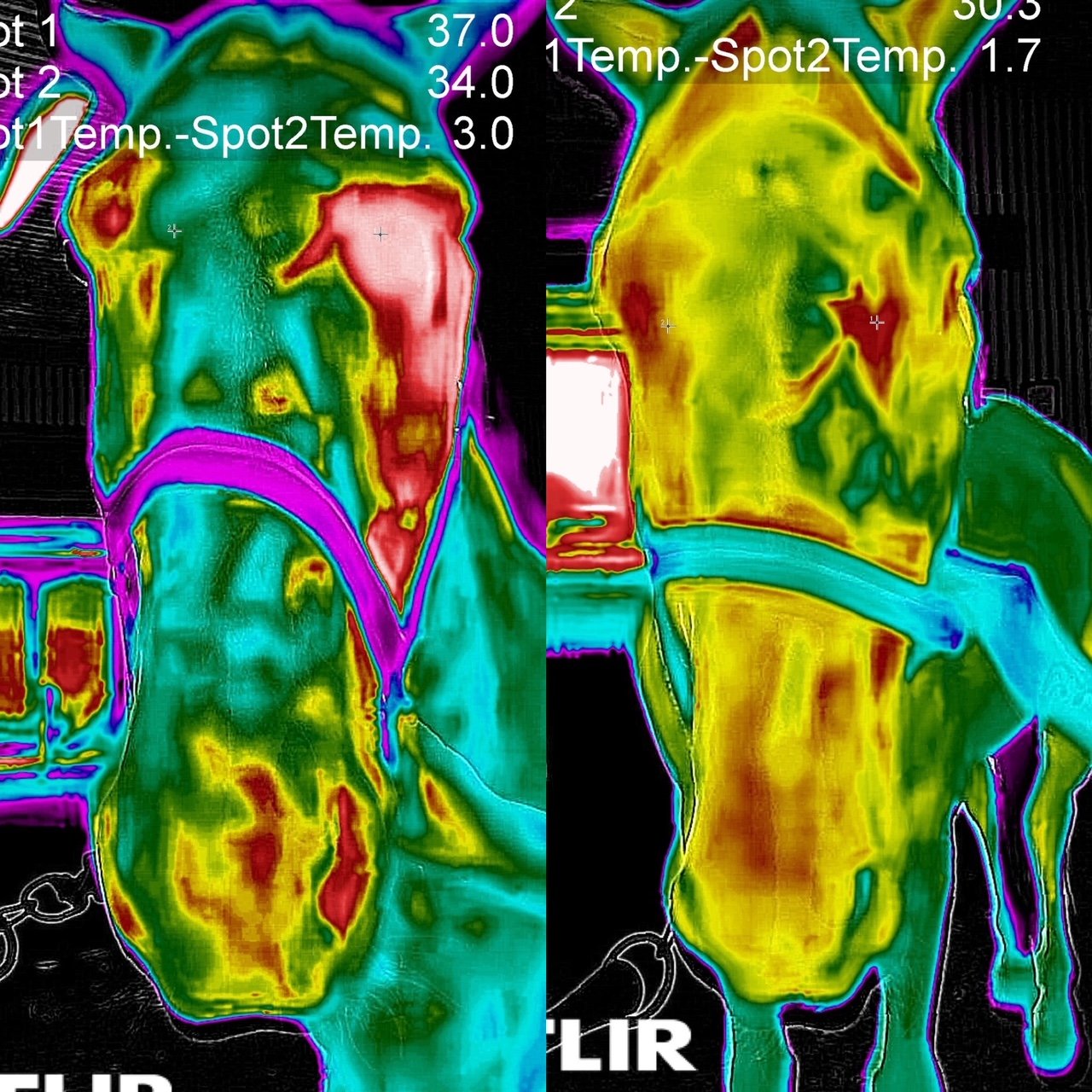 Background material - Equine LTS